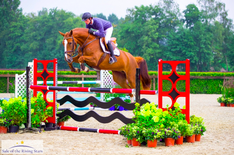 Impala (Tangelo van de Zuuthoeve x Kojak) - Sale of the Rising Stars